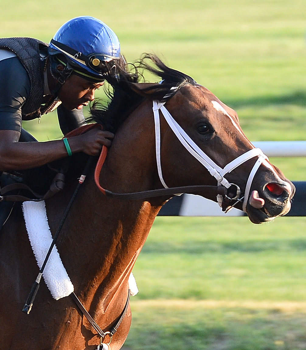 Stallion Roster – Darby Dan Farm