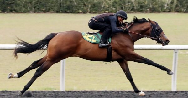 » Tapiture colt hammers for $170,000 Tuesday at OBS