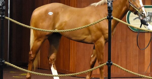 » Tapiture finishes strong at OBS 2yo sale with $200,000 colt