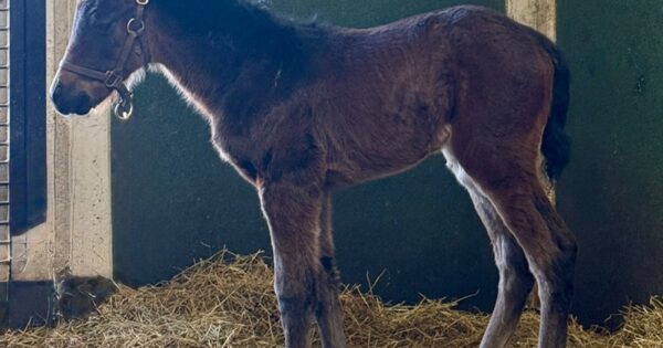 » First foal a filly for Darby Dan farm’s Grade 1 winner Shirl’s Speight